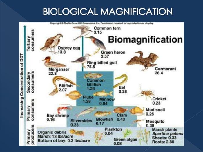 Biomagnifikasi: Ancaman Tersembunyi Dalam Rantai Makanan - PULUNG.NET