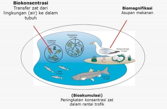 Biomagnifikasi: Ancaman Tersembunyi Dalam Rantai Makanan - PULUNG.NET