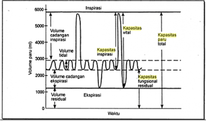 Kapasitas Paru-Paru: Menyelami Volume Udara Dalam Tubuh Kita - PULUNG.NET