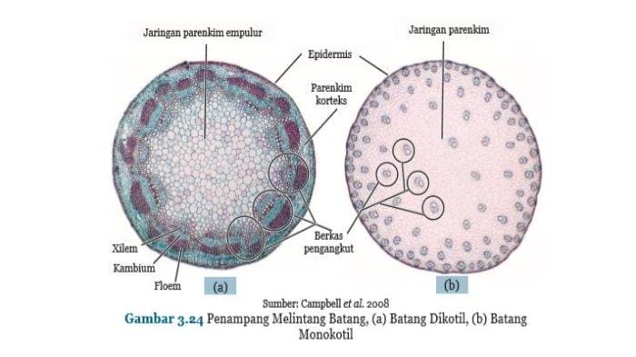 Pelindung Tangguh: Jaringan Pada Batang Yang Membentuk Kulit Pulihan ...
