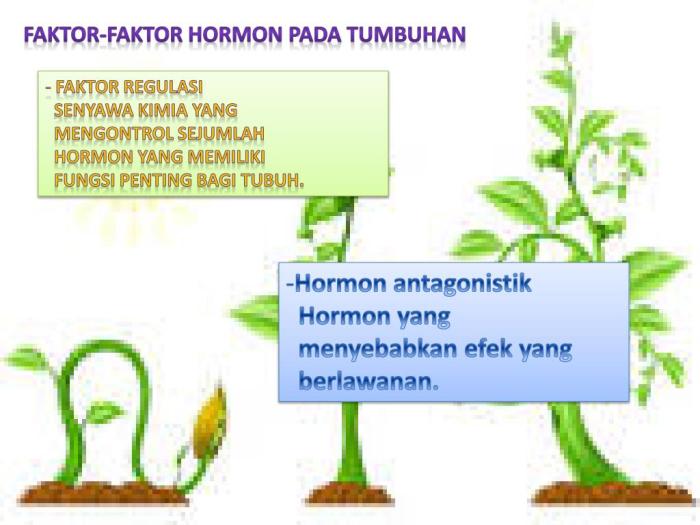 Hormon Pertumbuhan Sapi: Berkah Atau Kutukan Bagi Peternakan? - PULUNG.NET