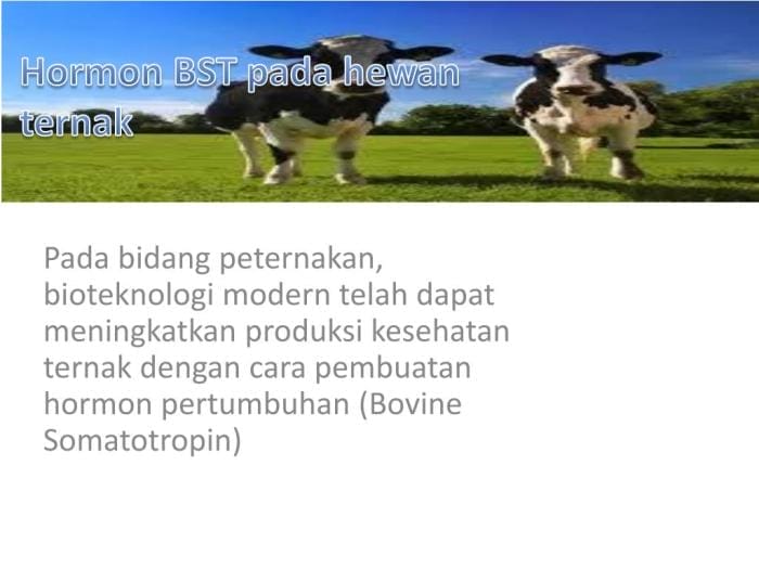 Hormon Pertumbuhan Sapi: Berkah Atau Kutukan Bagi Peternakan? - PULUNG.NET