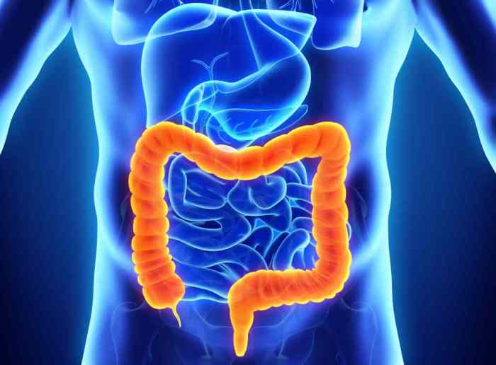 Mengenal Tiga Bagian Usus Besar Dan Fungsinya Dalam Sistem Pencernaan ...
