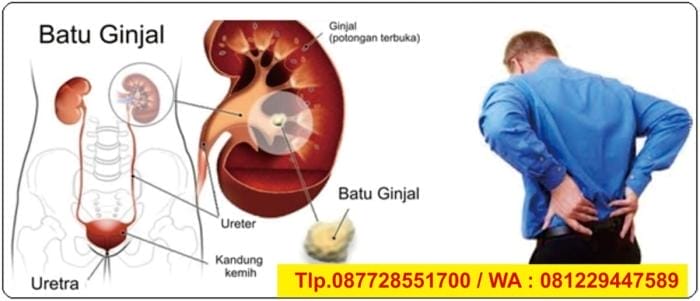 Letak Ginjal: Di Mana Mereka Berada Di Perut Anda? - PULUNG.NET