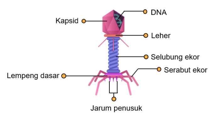 Apa Fungsi Dari Kapsid: Pelindung Dan Kunci Infeksi Virus - PULUNG.NET