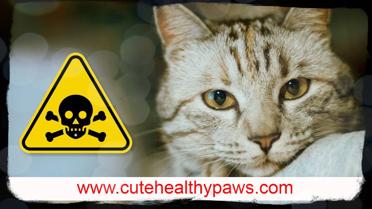 Cara Mengobati Kucing Keracunan Racun Tikus: Panduan Langkah Demi ...