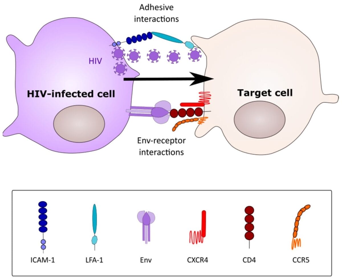 Gambar Manusia Yang Terinfeksi HIV: Gejala, Penyebab, Dan Dampaknya ...